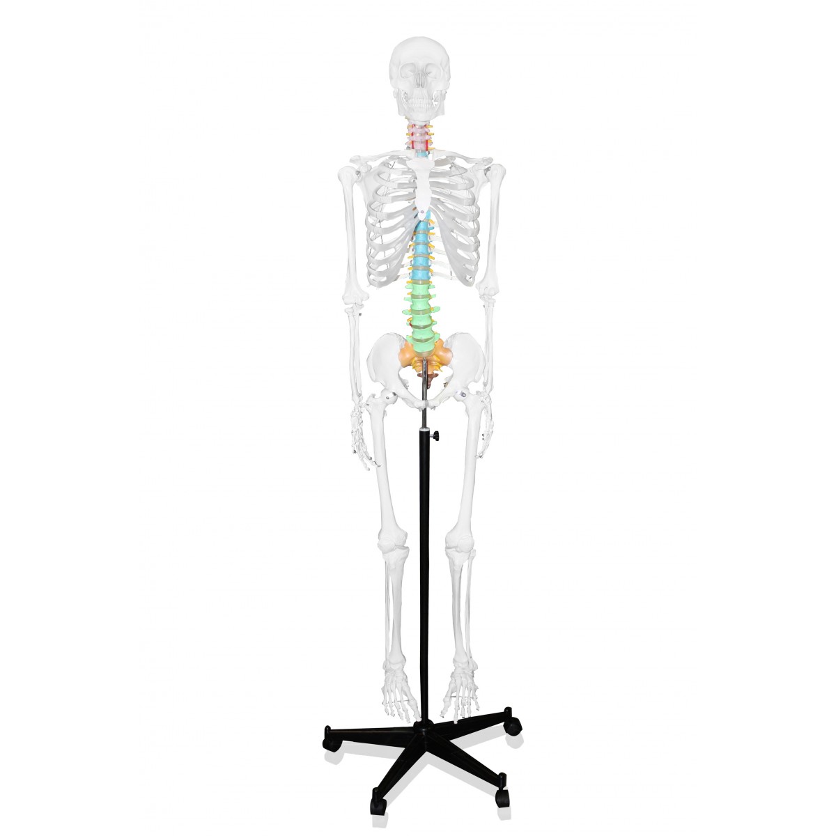 Walter Full-Size Skeleton w/Color-Coded Spinal Column - Skeletons ...