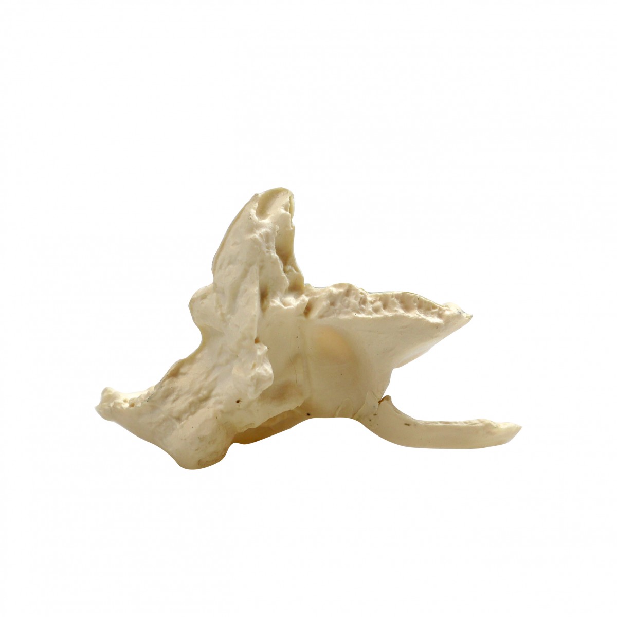 Walter Disarticulated Skull - Skulls - Skeletal System - Human Anatomy ...
