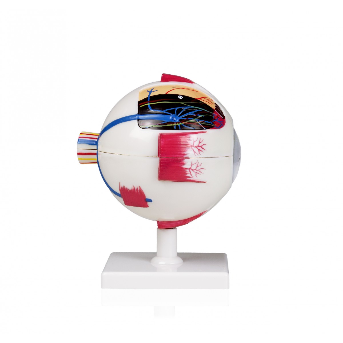 Walter Eye Model, 7 Parts - Sense Organs - Human Anatomy - Biology