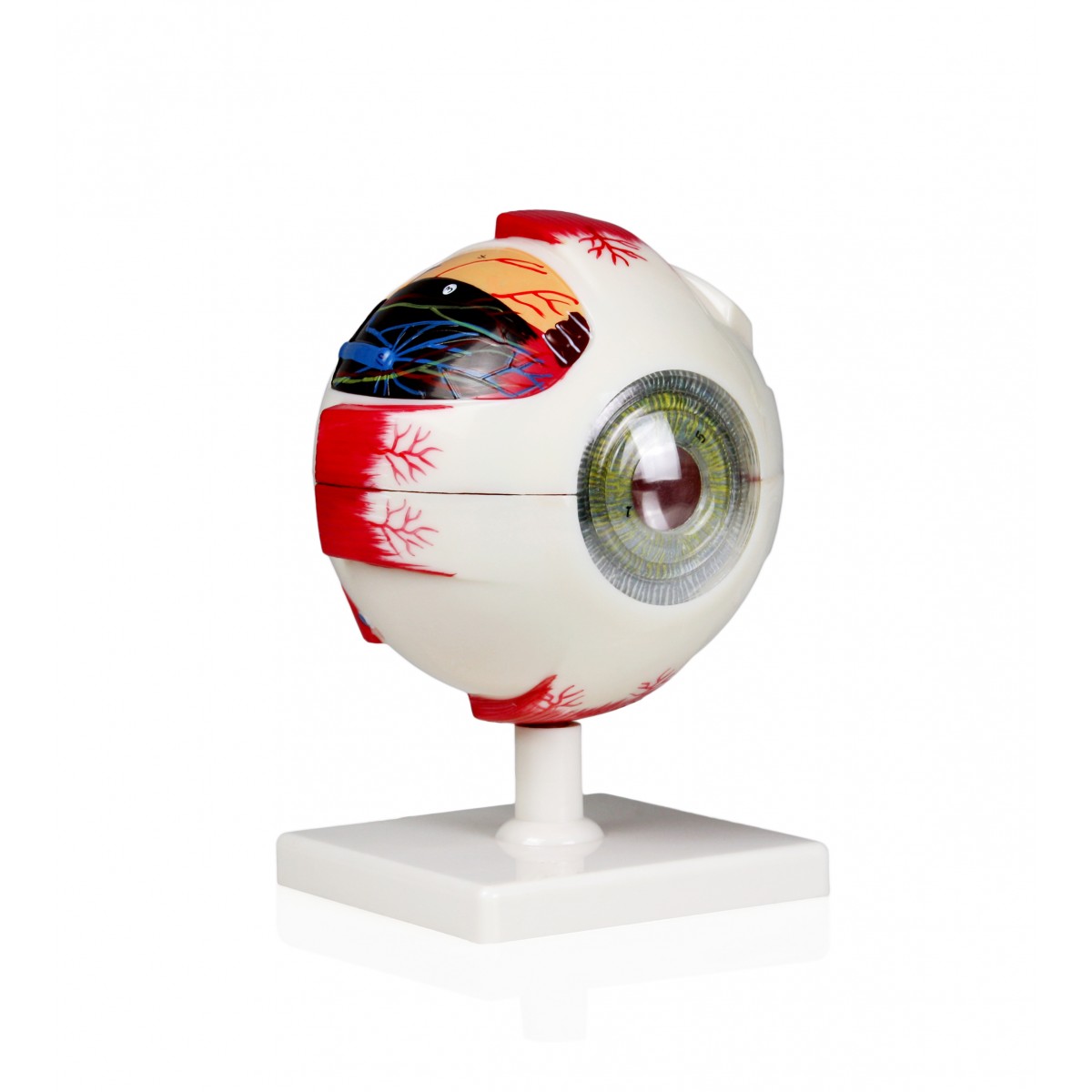 Walter Eye Model, 7 Parts - Biology