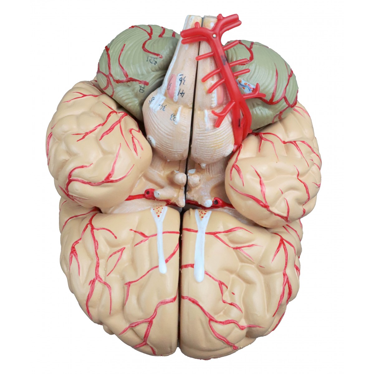 Walter Deluxe Brain w/Arteries - Head, Brain, Nervous System - Human ...