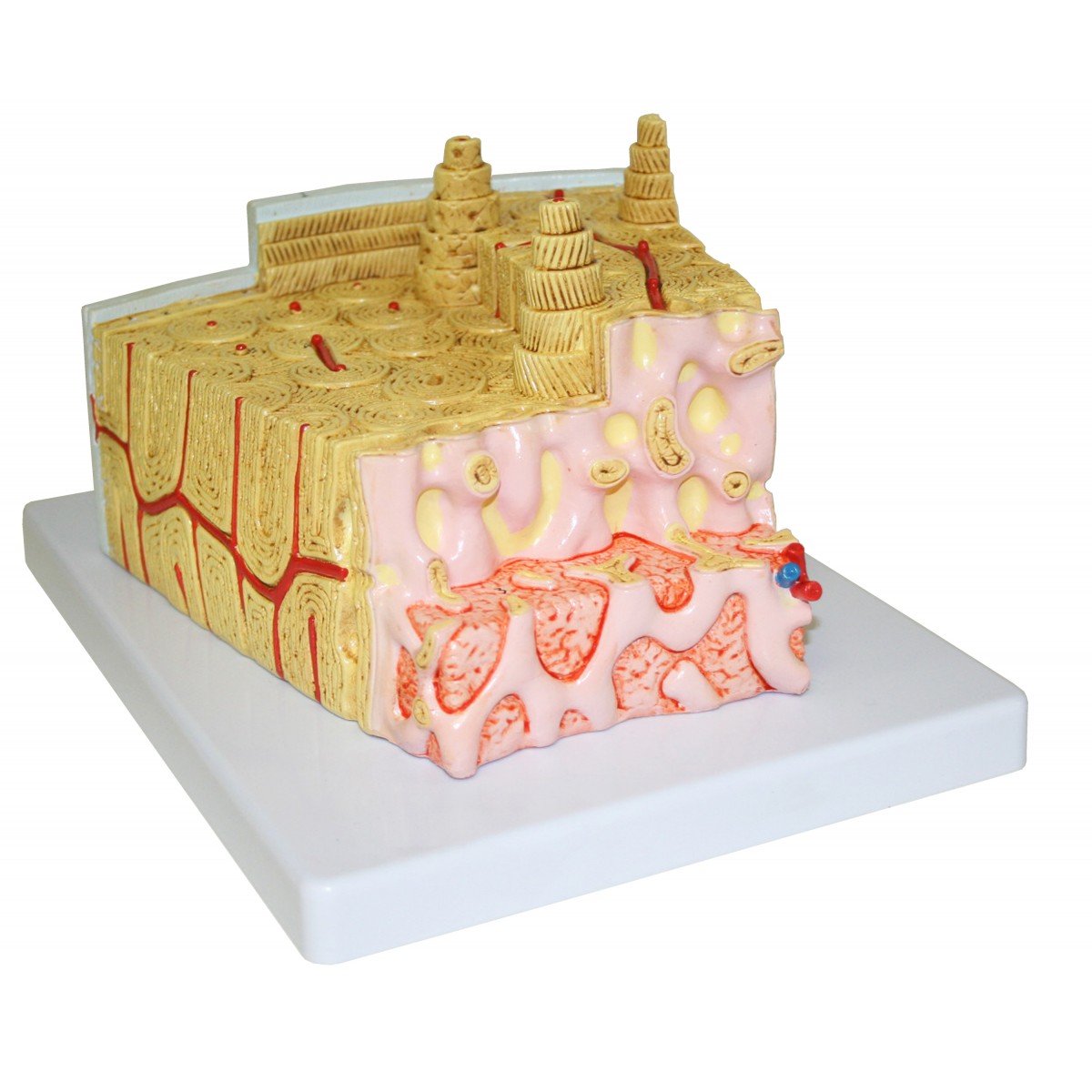 Walter Bone Structure Model - Skeletal Components - Skeletal System ...