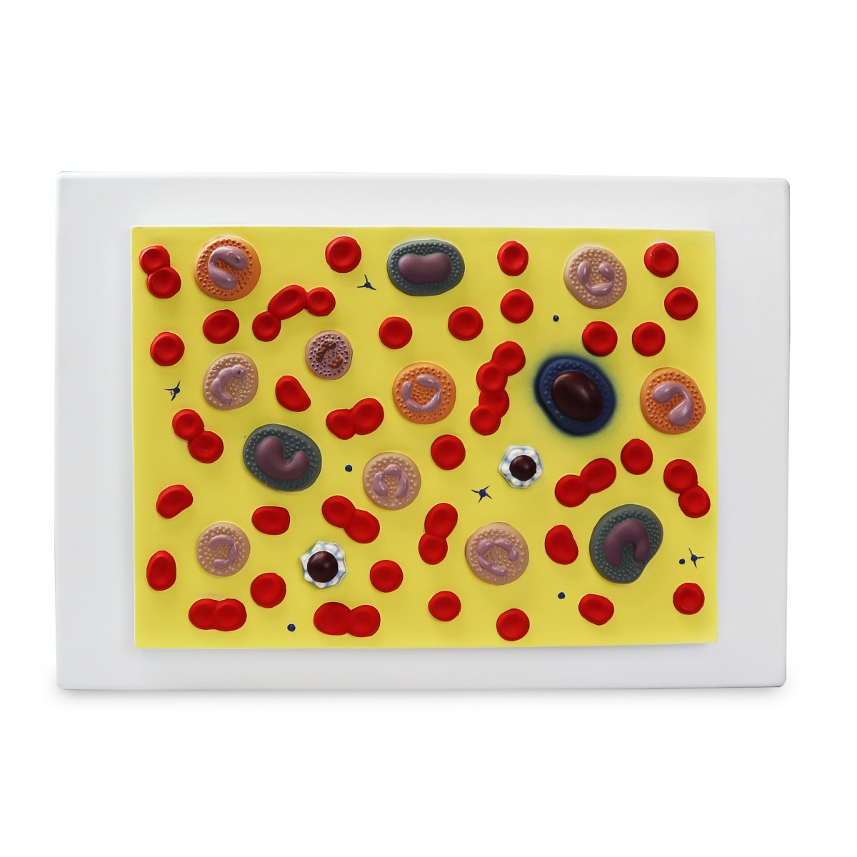 Walter Blood Cell Model - Human Physiology - Biology