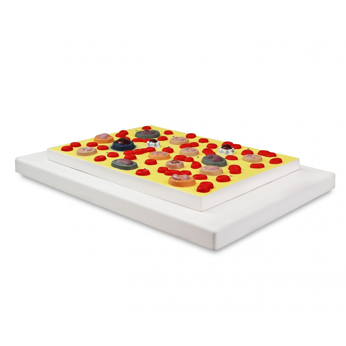 Walter Blood Cell Model - Human Physiology - Biology