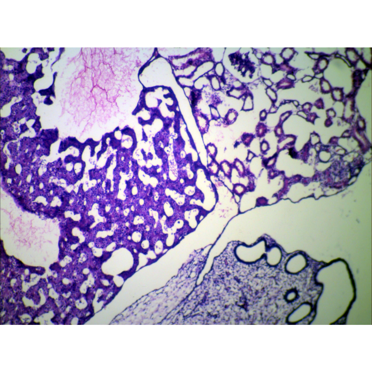 Mammalian Reproduction Prepared Slide Set - Slide Sets - Slides ...