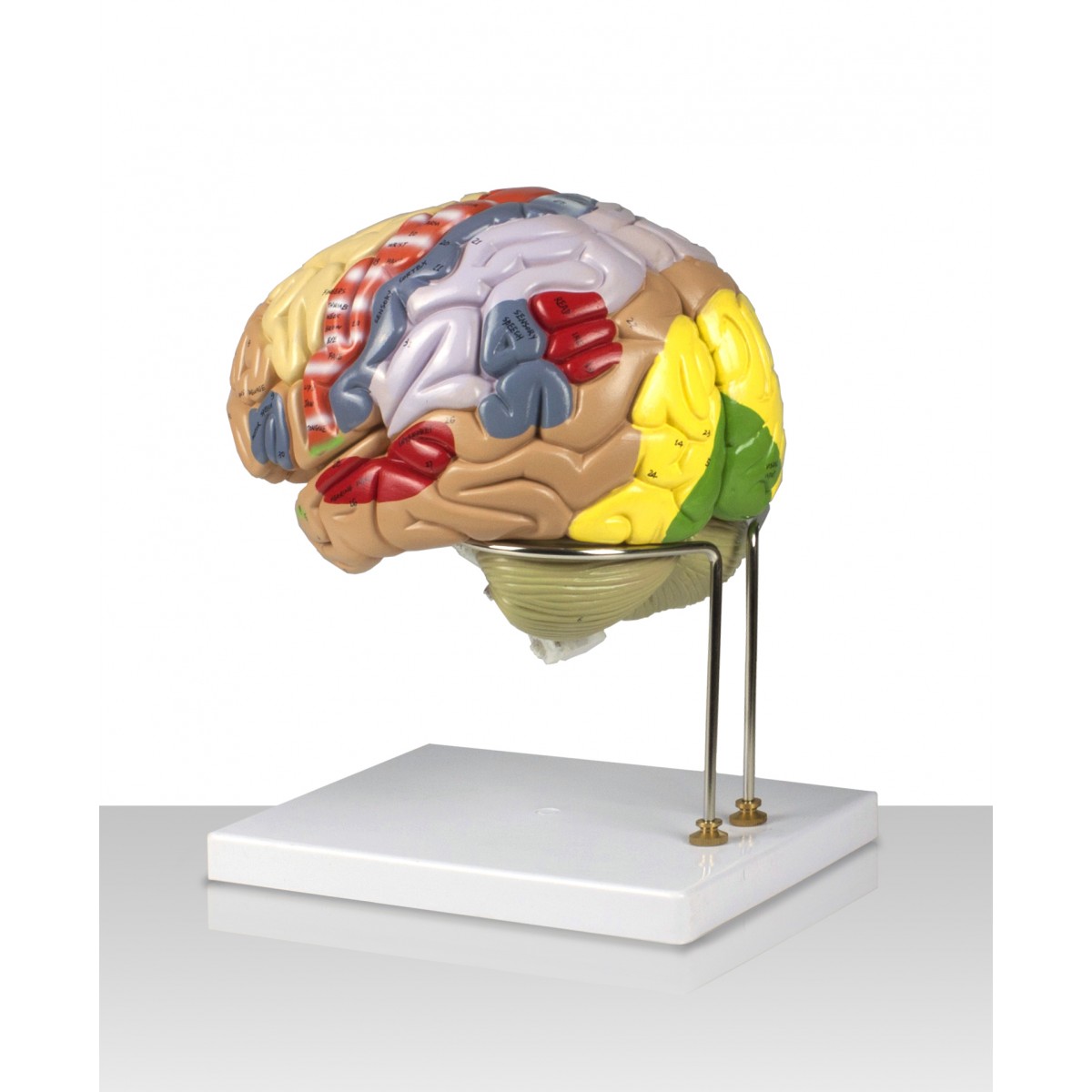 Walter Color-Coded Human Brain - Head, Brain, Nervous System - Human ...