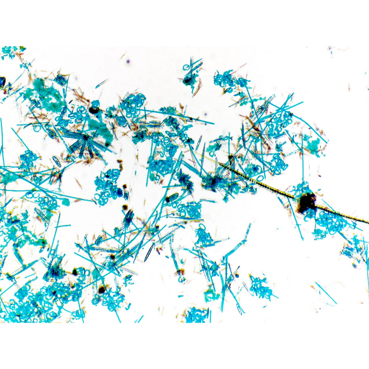 Protists Prepared Slides - Prepared Slides - Slides - Microscopy