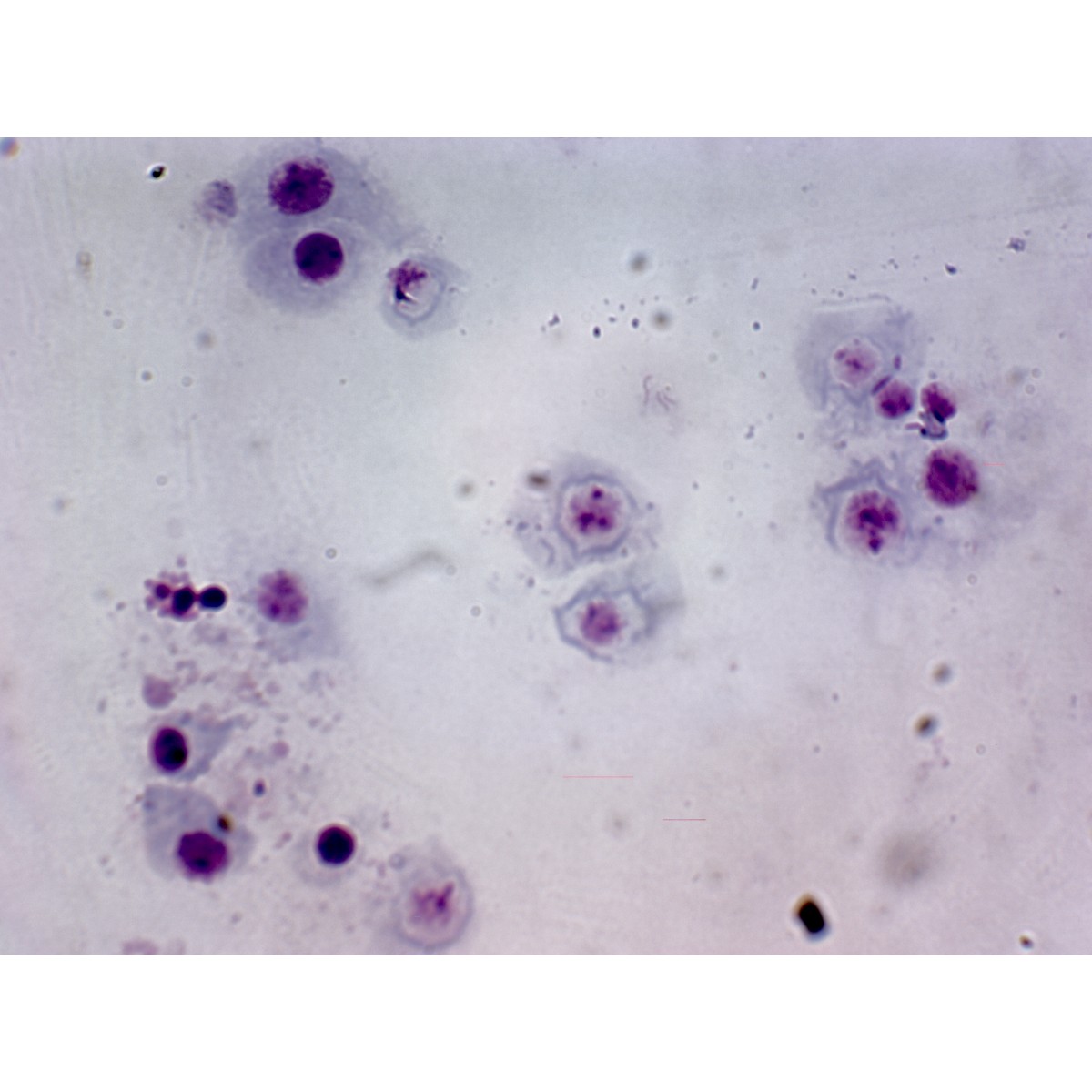 Genetics Prepared Slides - Prepared Slides - Slides - Microscopy