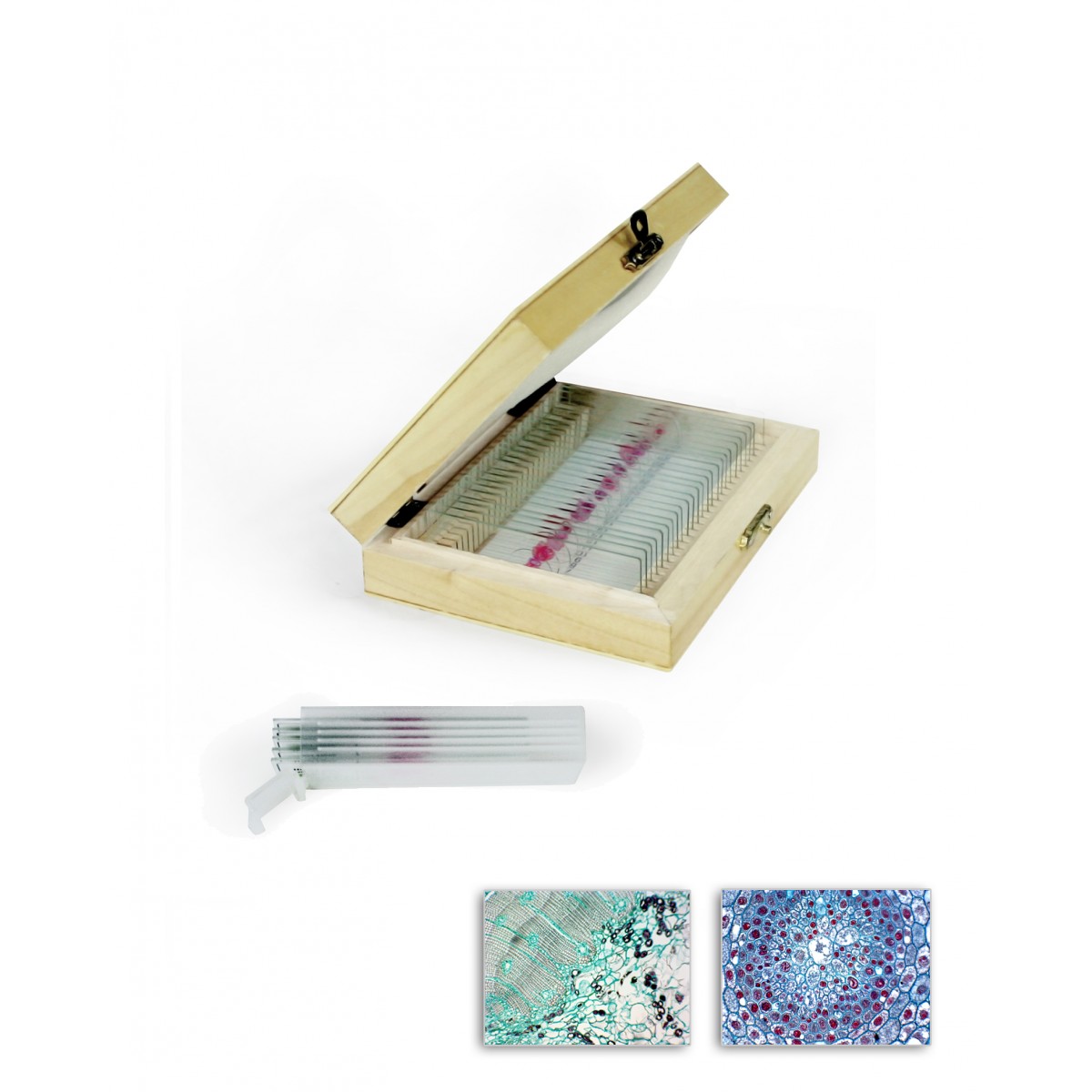 Plants Prepared Slides - Prepared Slides - Slides - Microscopy