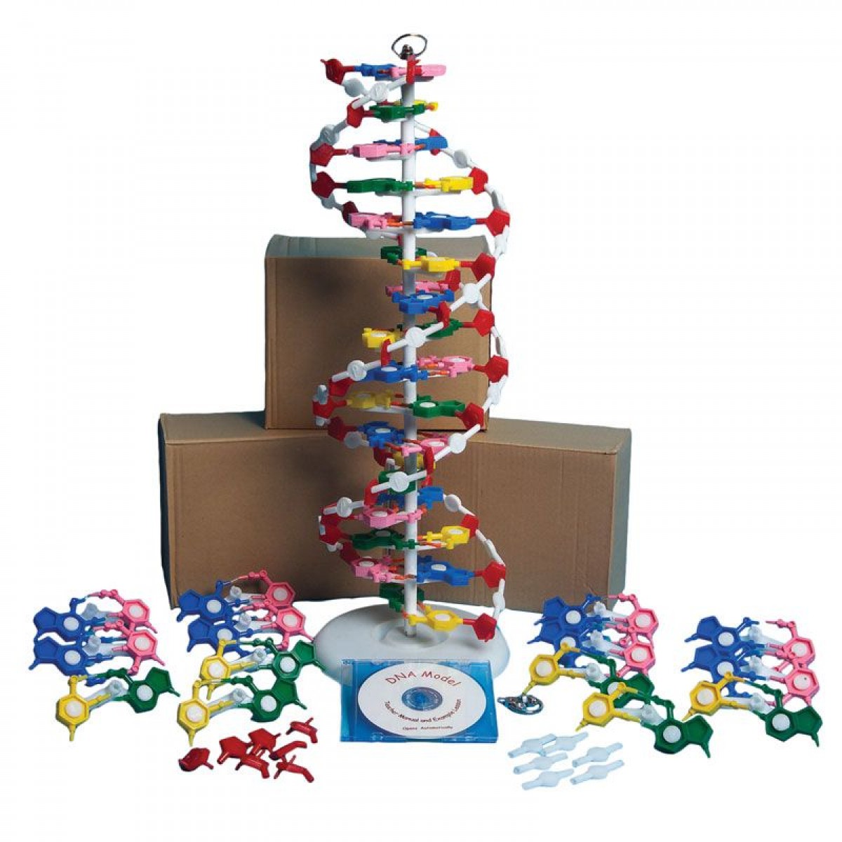Unassembled DNA Model - Genetics - Biology