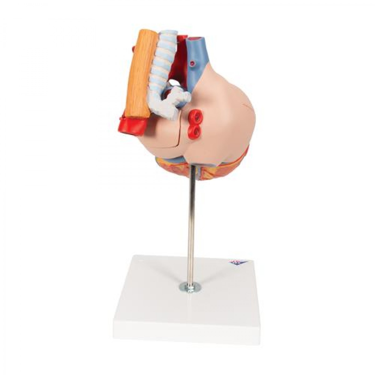 3B Human Heart Model with Esophagus and Trachea, 2X Life-Size - 5 Parts