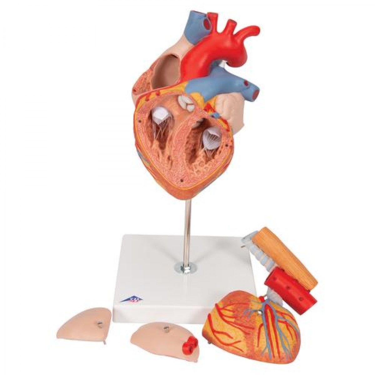 3B Human Heart Model with Esophagus and Trachea, 2X Life-Size - 5 Parts