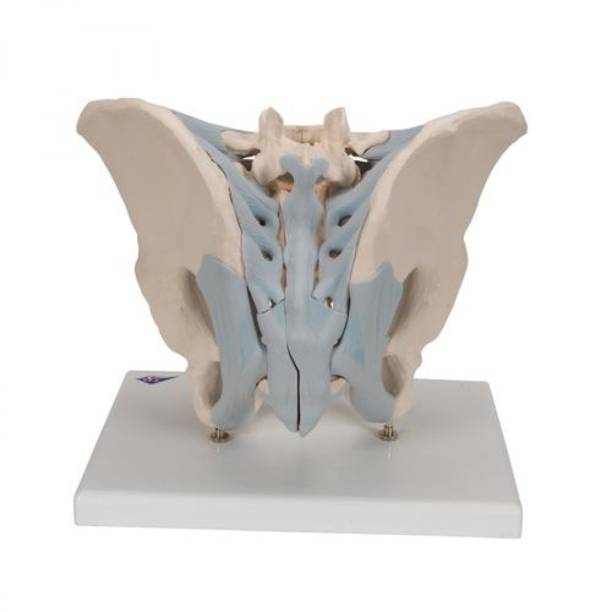 3B Human Male Pelvis Skeleton Model w/Ligaments, Life-Size - 2 Parts ...