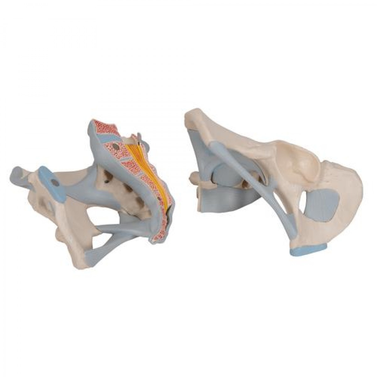3B Human Male Pelvis Skeleton Model w/Ligaments, Life-Size - 2 Parts ...