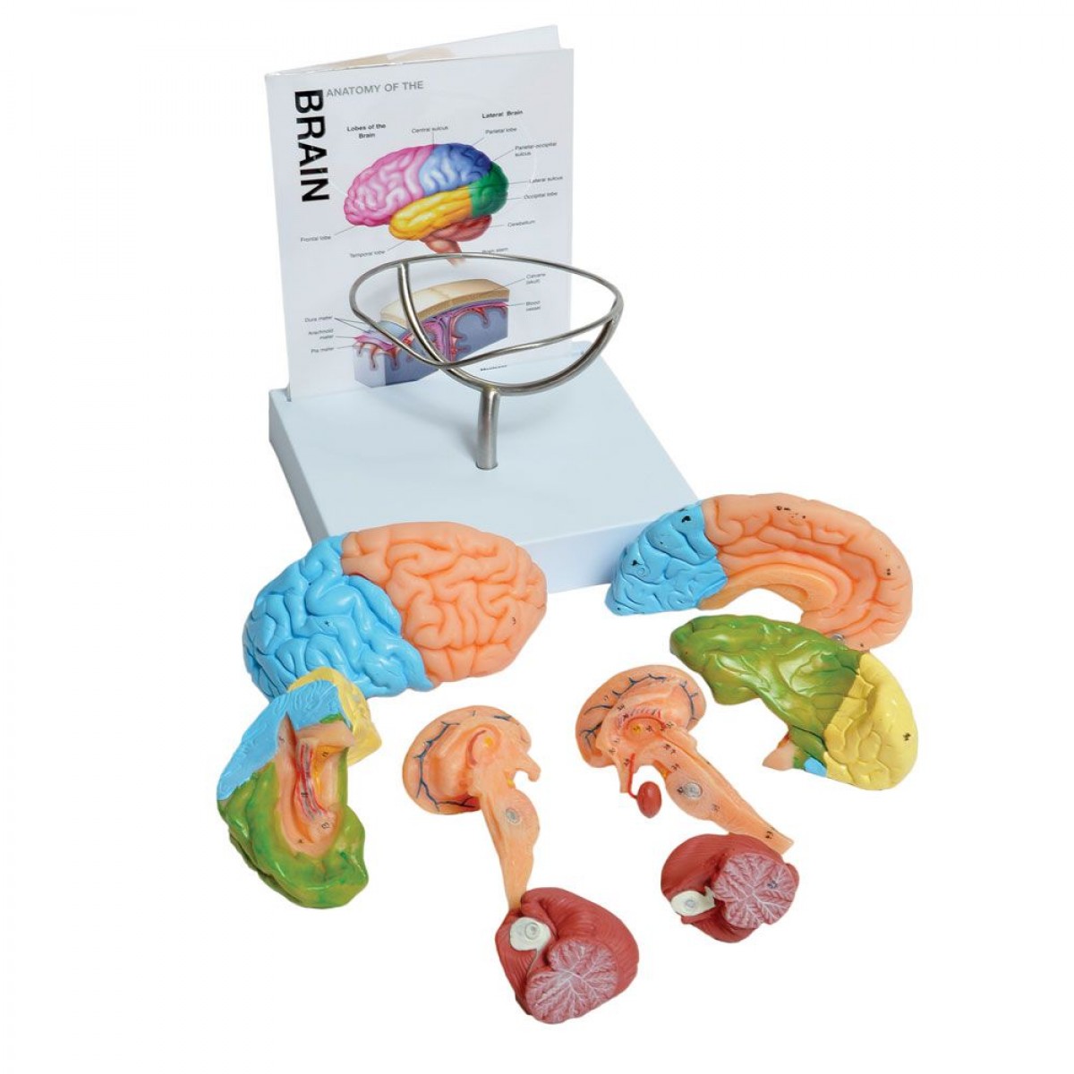 Human Brain Model, Life-Size, 8 Parts - Head, Brain, Nervous System ...