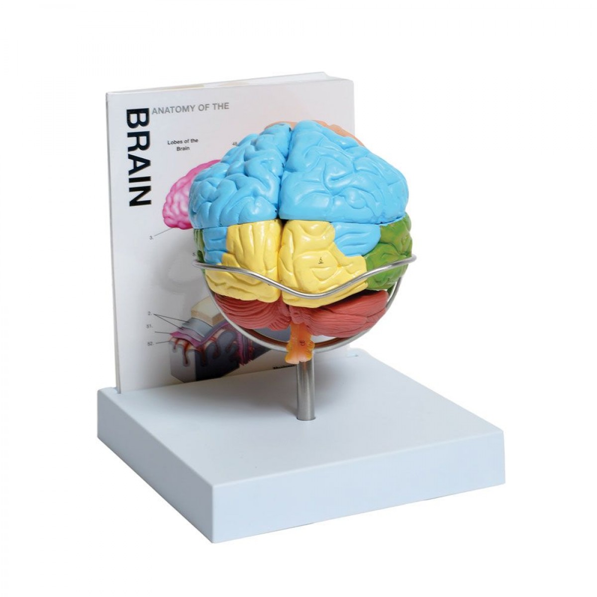 Human Brain Model, Life-Size, 8 Parts - Head, Brain, Nervous System ...