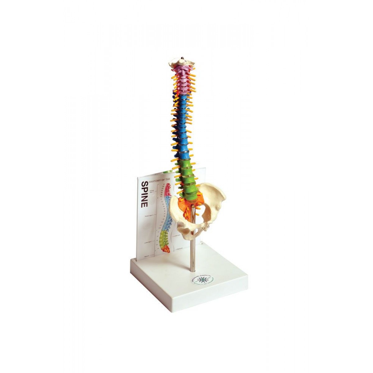 Human Spine Model with Fold-Out Guide