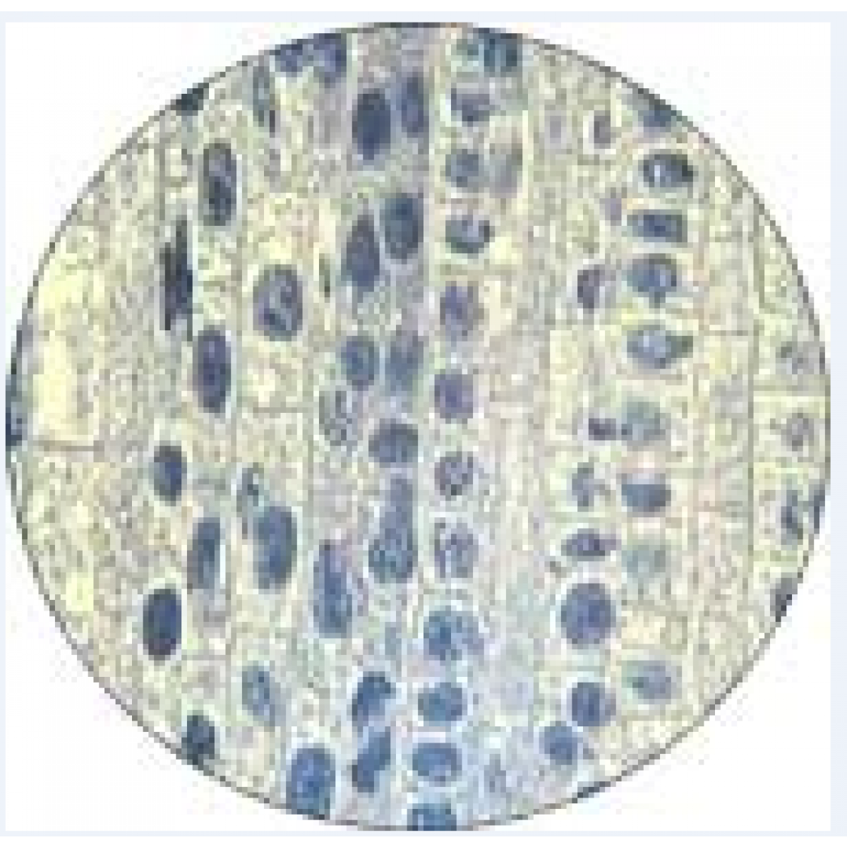 mitosis microscope slides