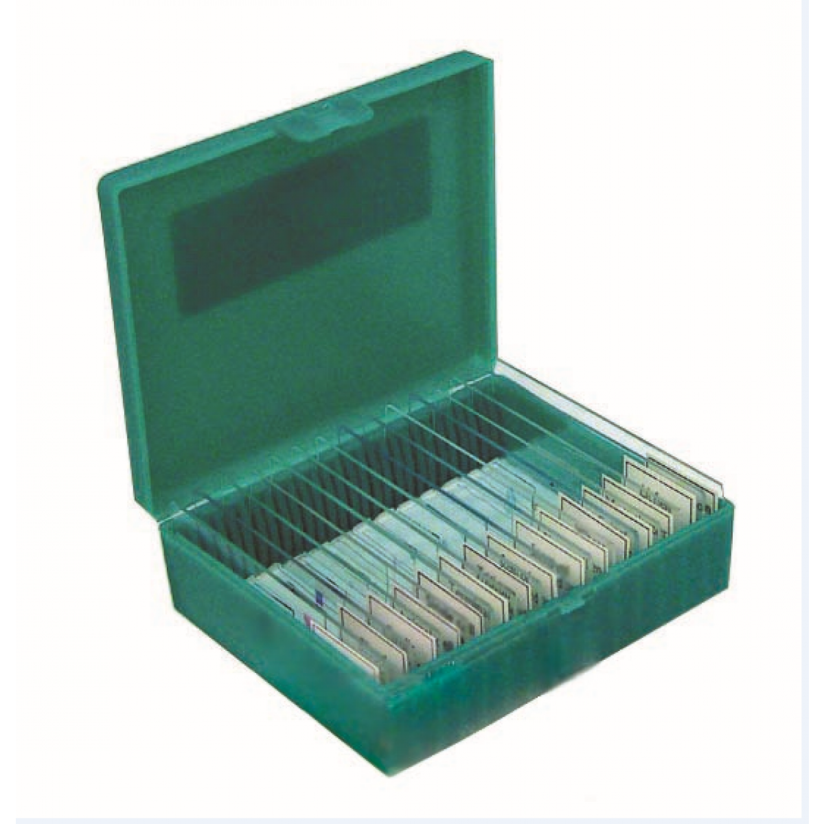 Introduction to Biology Prepared Slide Set - Slide Sets - Slides ...