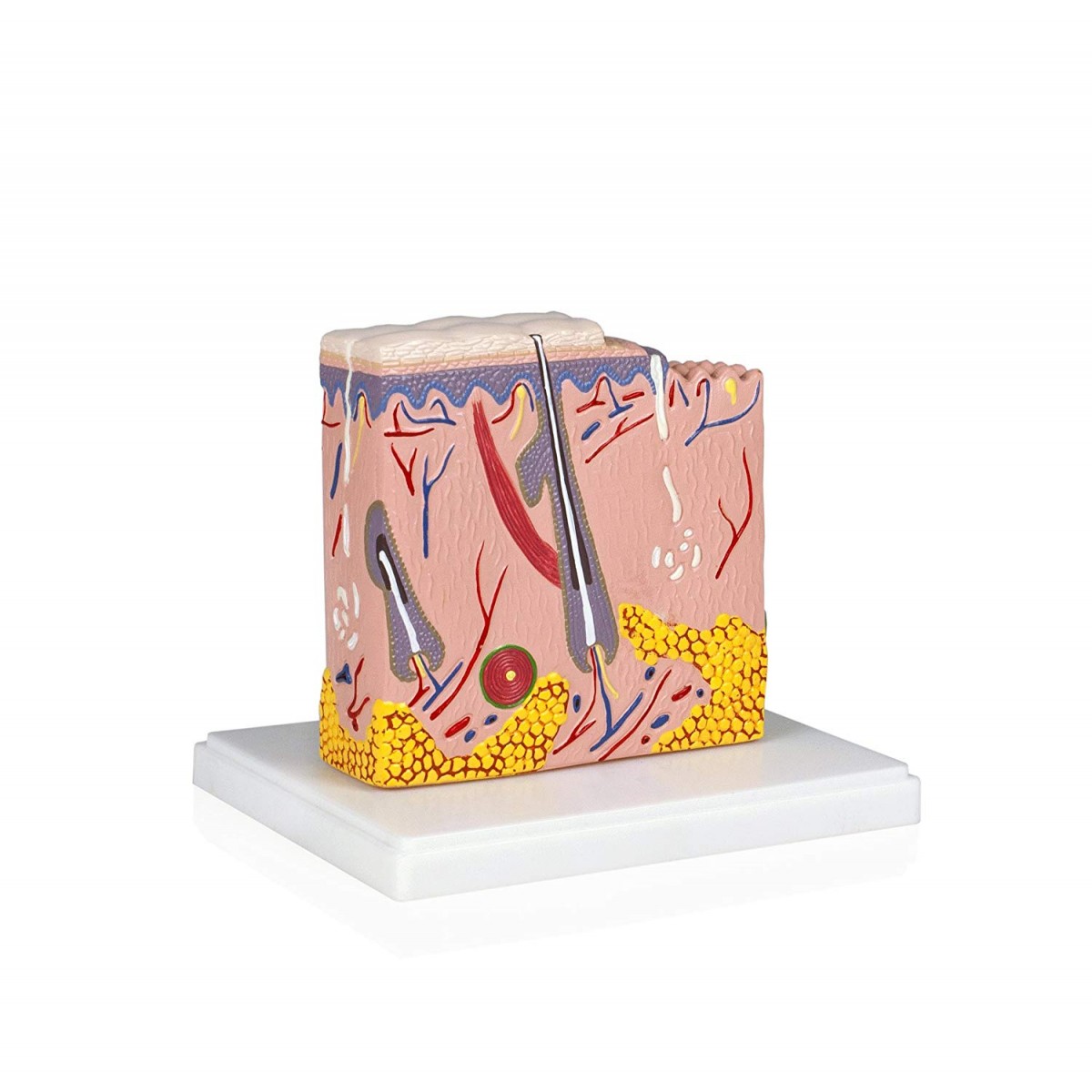 PBM-B1 Set of Three Human Anatomy Models - Teeth, Skull & Skin with ...