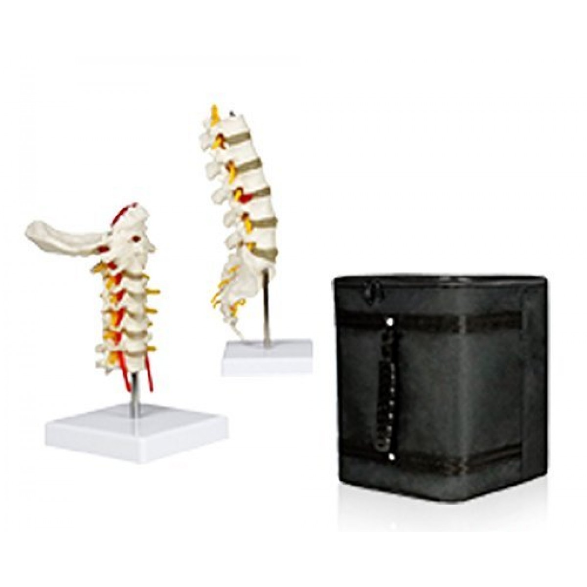 Spinal Column Health