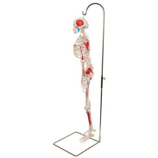 3B Mini Human Skeleton w/Muscles, 1/2 Life-Size - Skeletons - Skeletal ...