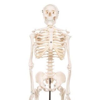 3B Mini Human Skeleton, 1/2 Life-Size - Skeletons - Skeletal System ...
