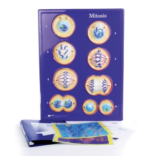 Mitosis Model Activity Set - Cell Biology - Biology