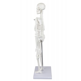 Walter Desktop Skeleton - Skeletons - Skeletal System - Human Anatomy ...