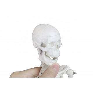 Walter Desktop Skeleton - Skeletons - Skeletal System - Human Anatomy ...