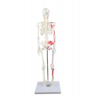 Walter Half-Size Skeleton w/Muscles