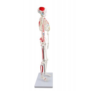 Walter Half-Size Skeleton w/Muscles - Skeletons - Skeletal System ...