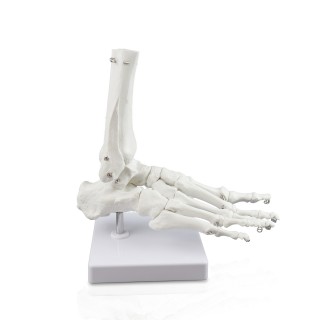 Walter Foot Skeleton - Skeletal Components - Skeletal System - Human ...