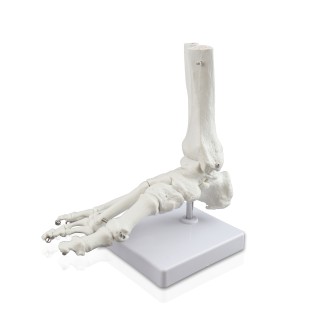 Walter Foot Skeleton - Skeletal Components - Skeletal System - Human ...