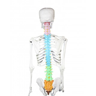 Walter Full-Size Skeleton w/Color-Coded Spinal Column - Skeletons ...