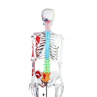 Walter Full-Size Skeleton w/Muscles & Color-Coded Spinal Column ...