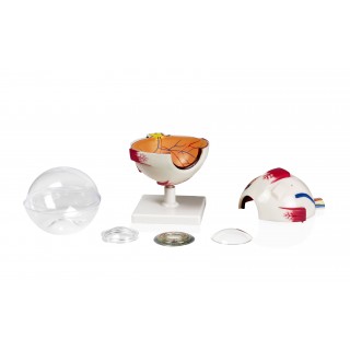 Walter Eye Model, 7 Parts - Biology