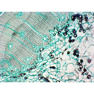 Plants Prepared Slides - Prepared Slides - Slides - Microscopy