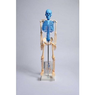 Human Skeleton Model with Fold-Out Guide - Skeletons - Skeletal System ...
