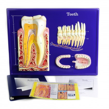 Teeth Model Activity Set - Dental Models - Human Anatomy - Biology